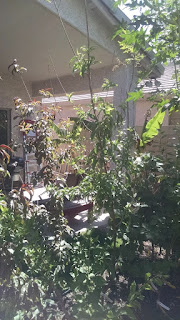 Desert Valley Orchard: Tri-Lite Peach-Plum