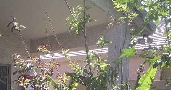 Desert Valley Orchard: Tri-Lite Peach-Plum