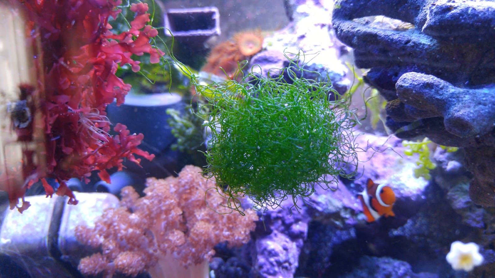 Macro-algea Reef Tank: Macro-algea in a tank