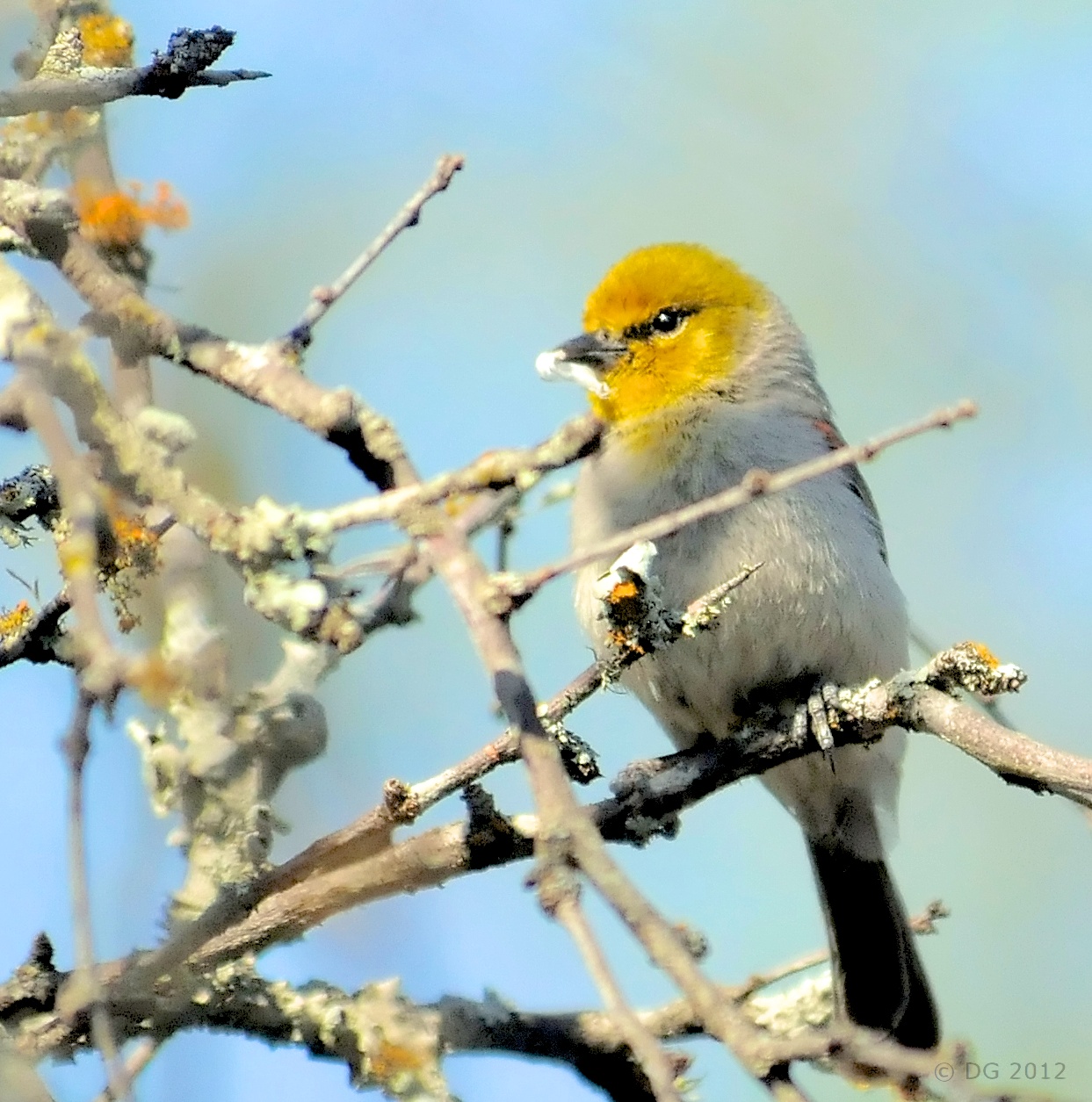 Verdin