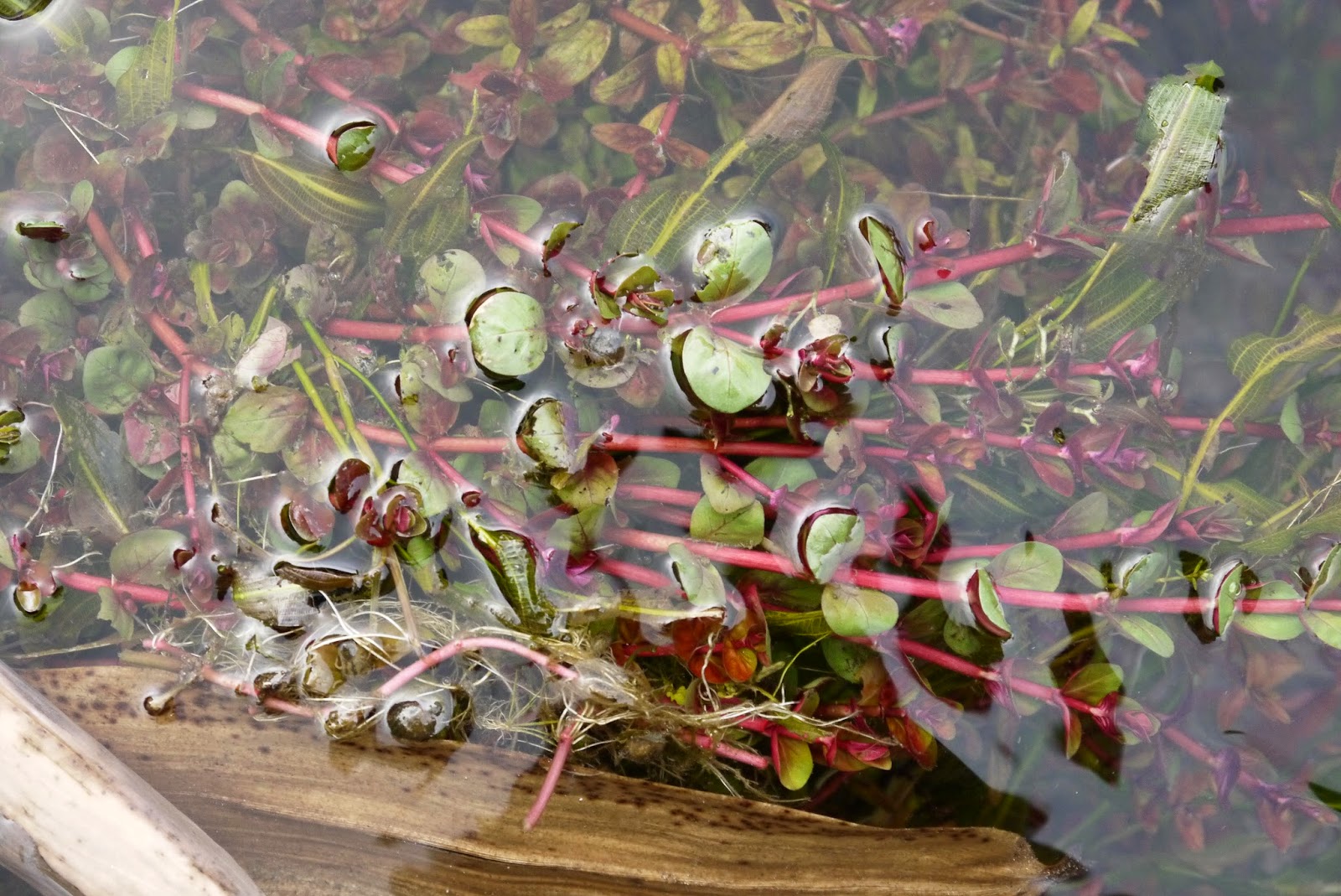 Aquatic plant supply from Indonesia "House of araceae": Aquatic plant ...