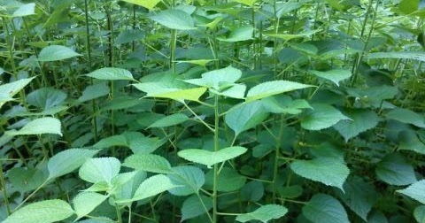 Pemanfaatan Daun Rami sebagai Pakan Ternak , [ KebunBudidaya ...