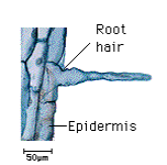 JARINGAN TUMBUHAN ~ Natural Science