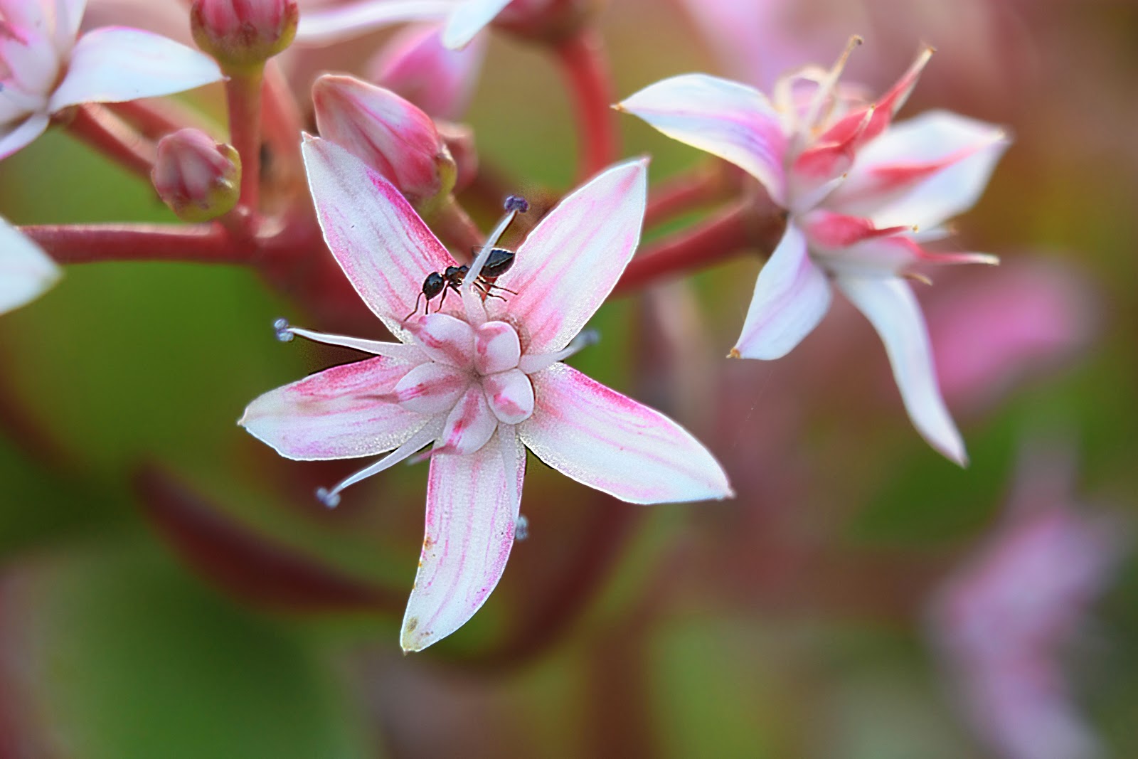 fotosmacro.blogspot.com: ¡Más flores y más capullos!