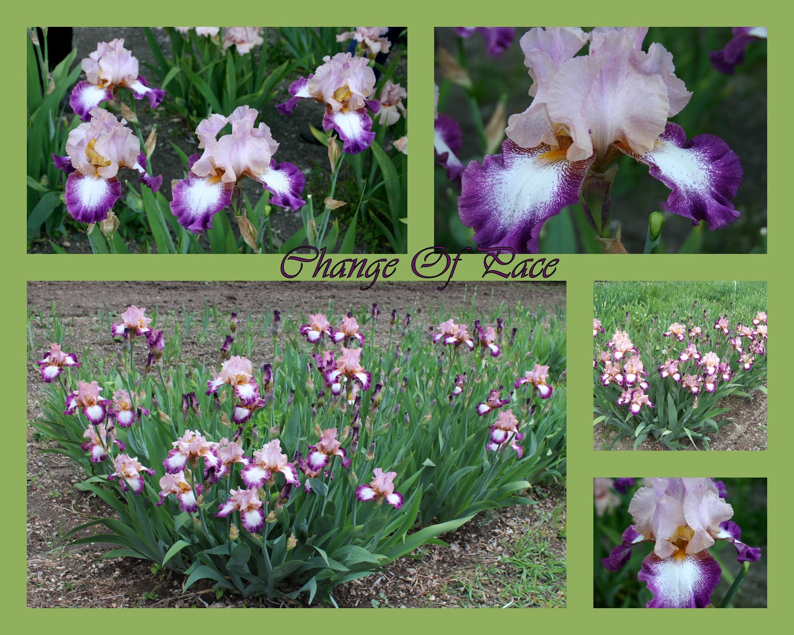 World of Irises: TALL BEARDED IRIS SUPER ACHIEVER AWARD, PART ONE