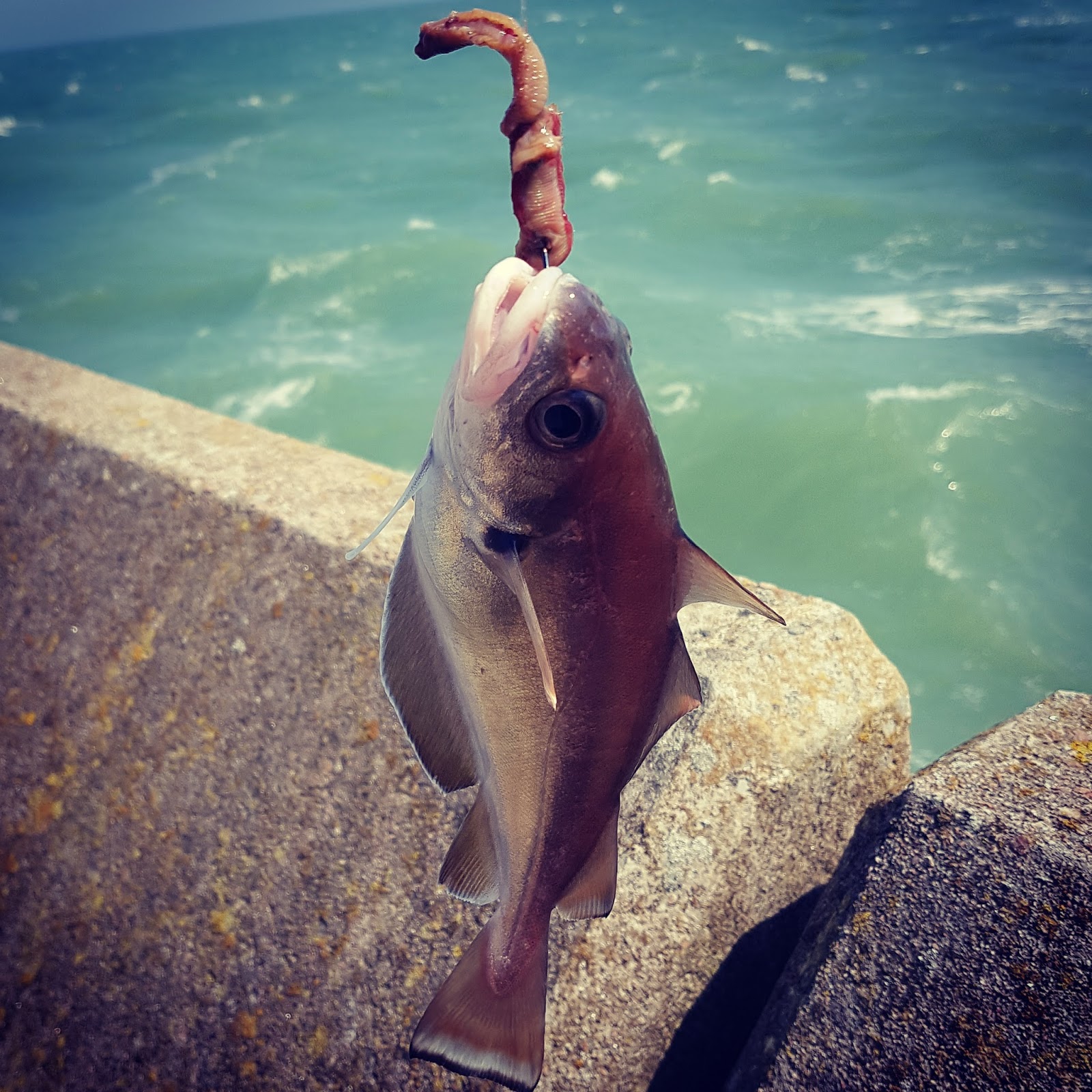 Fish Hooked: Wrasse Fishing Samphire Hoe