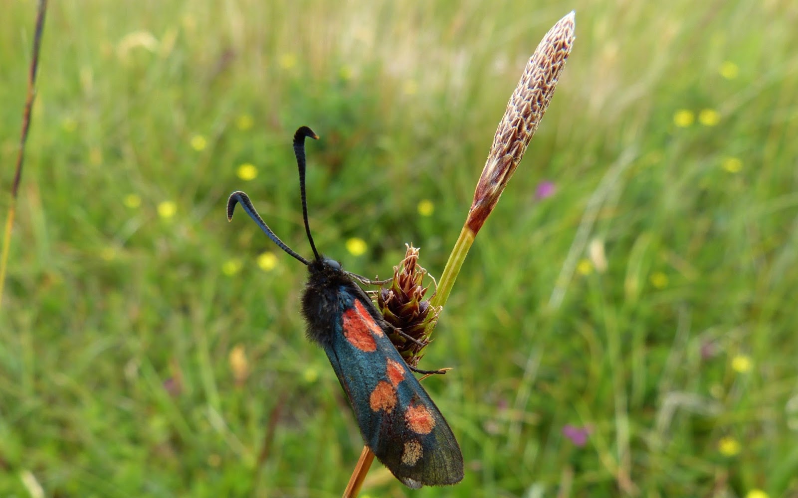 A Kilchoan Diary: Insects of a Croft Meadow