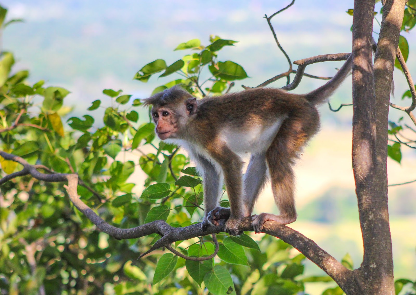 Cannundrums: Common Toque Macaque