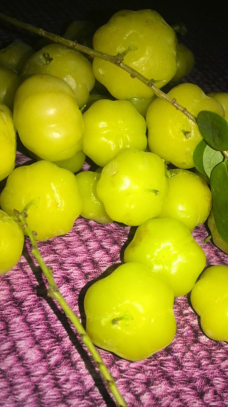 namakucella: BUAH CERMAI