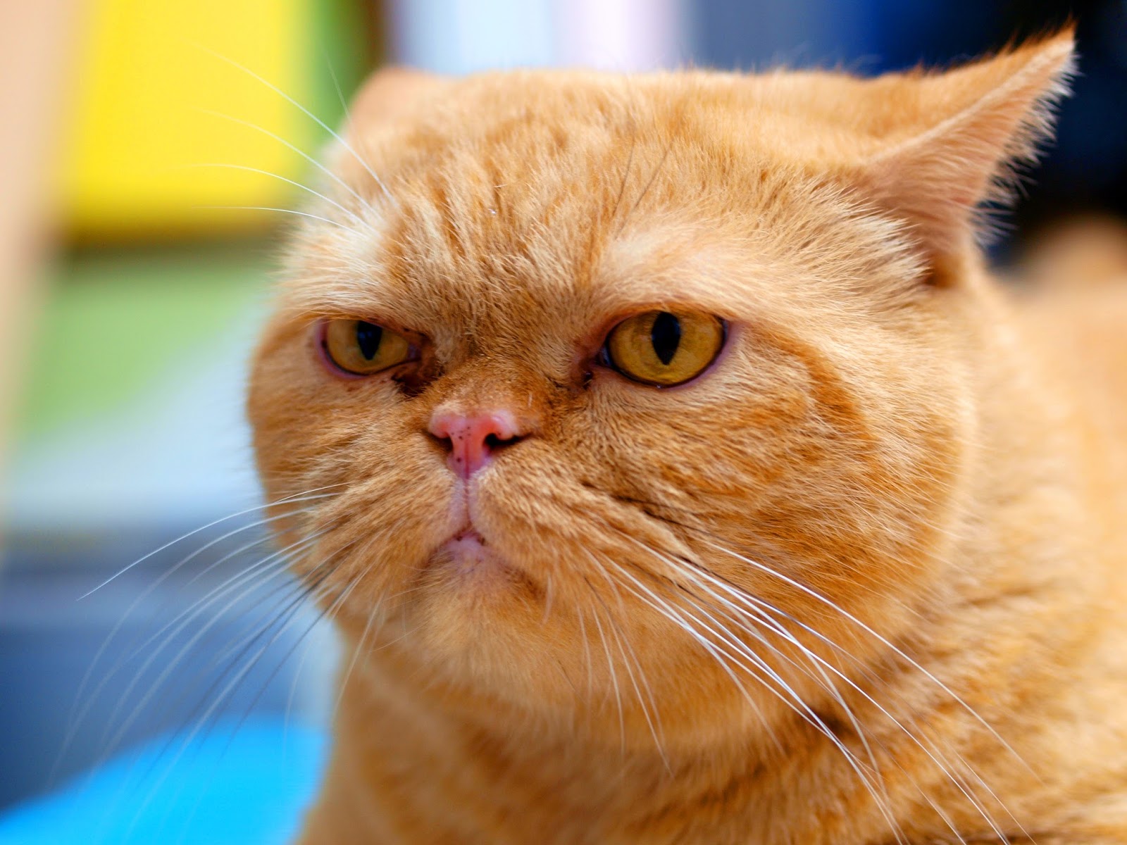 The Glass Character: Cats that look like Donald Trump