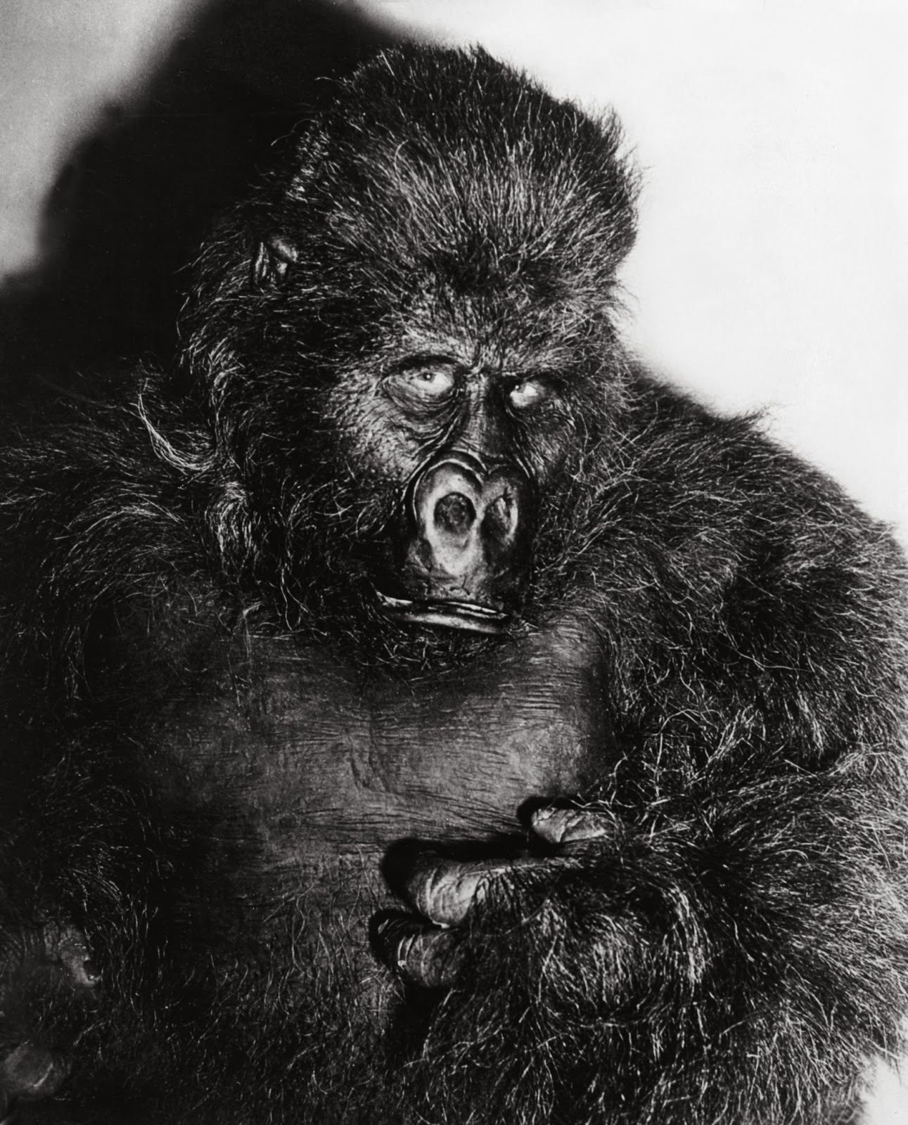 Hollywood Gorilla Men: Hairy Horrorthon Halloween Countdown! # 3 ...The ...