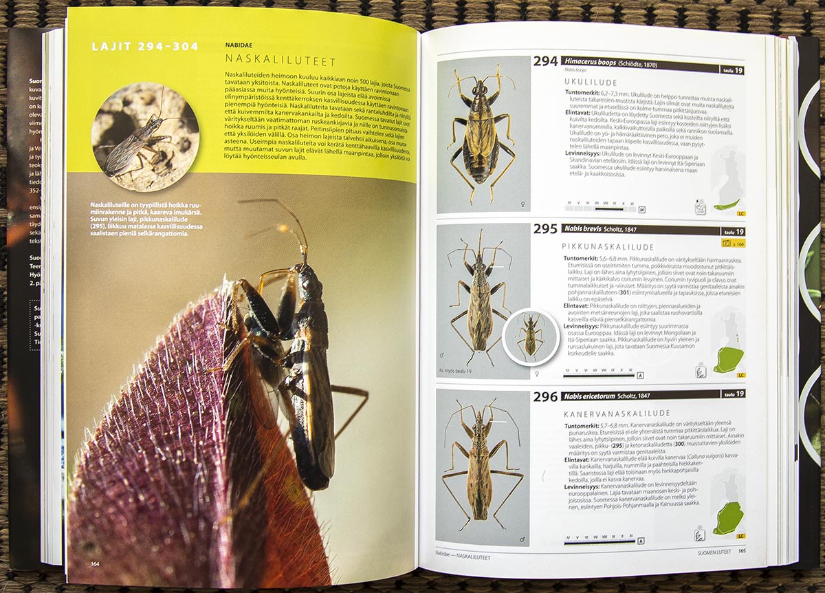 Utgångspunkt 63° 31,x' N - 22° 31,x' O: Suomen luteet