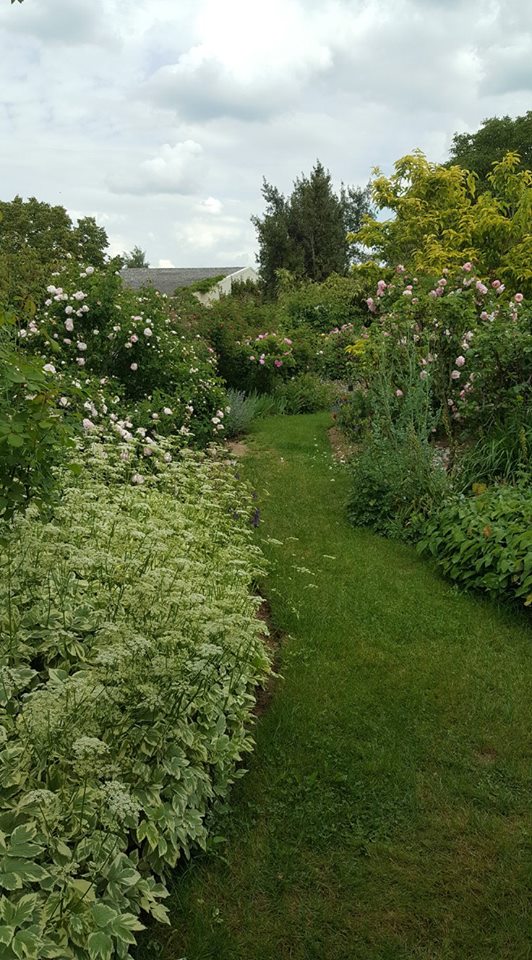 Promesse de roses: Une renaissance : la roseraie de Morailles (45)