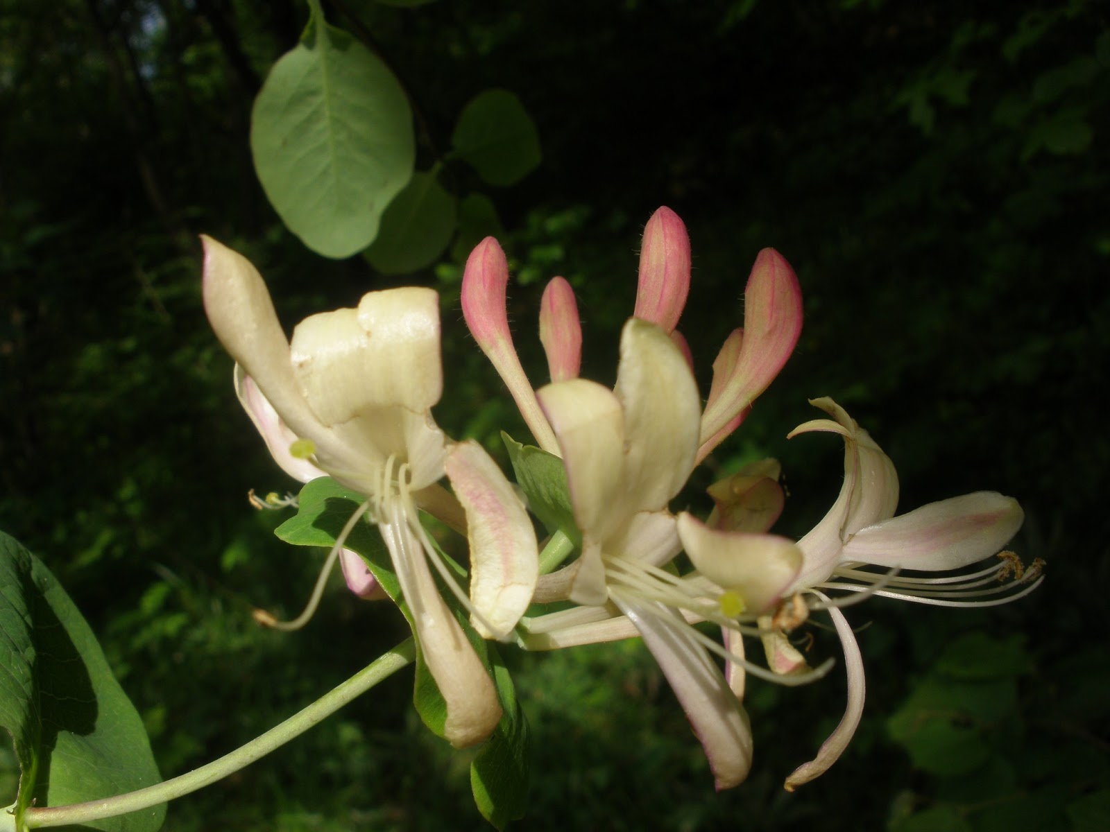 Di fiore in fiore: Caprifoglio comune