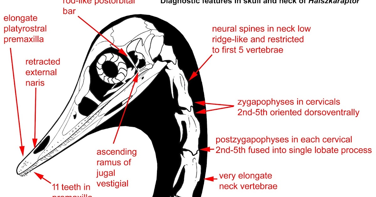 Theropoda: Lode alla Piccola Halszka - Terza Parte: l'anatomia unica di ...