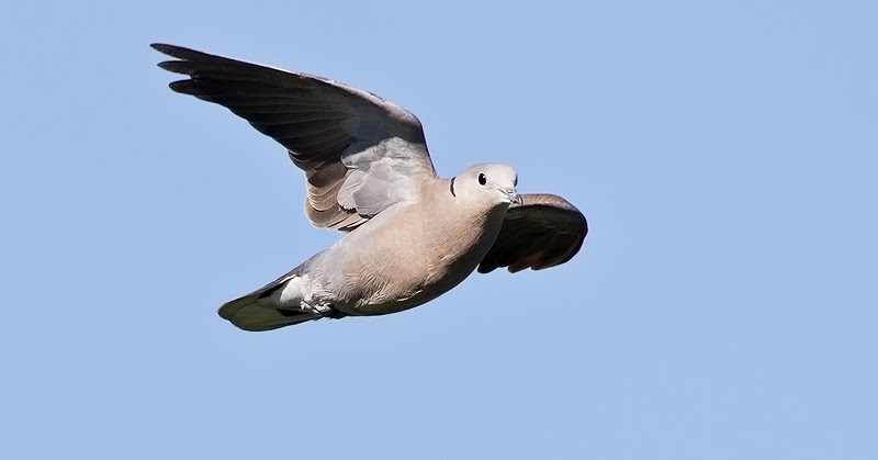 Romy Ocon's Wild Birds of the Philippines: Red Turtle-Dove in flight