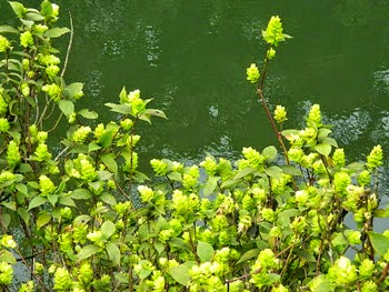 Nelu flowers- Strobilanthes-Horton plains in Sri Lanka | SL Flora