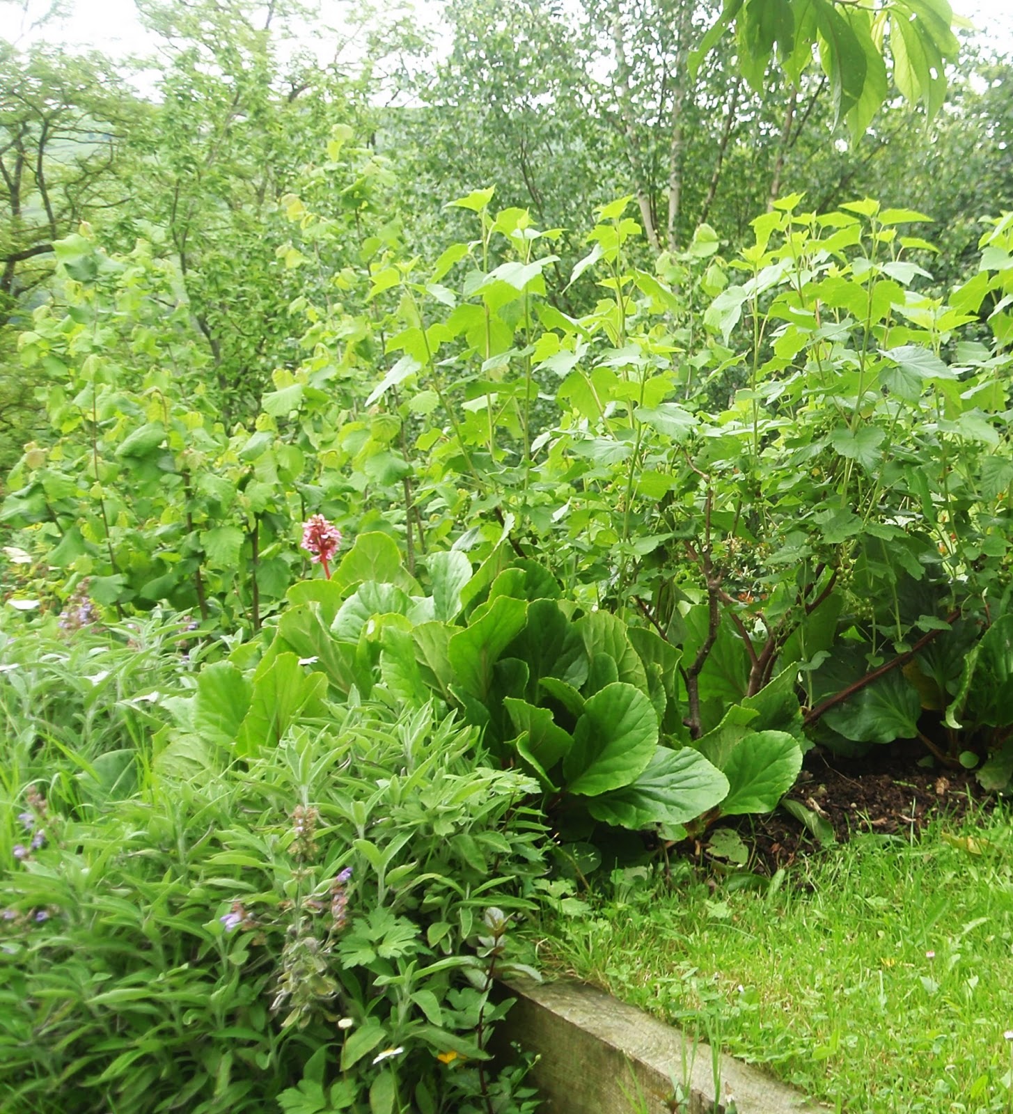 LAS GROSELLAS: CARACTERÍSTICAS Y CUIDADOS