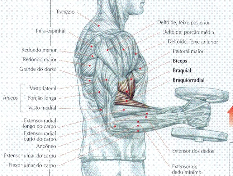 justVa : Exercício para Bíceps