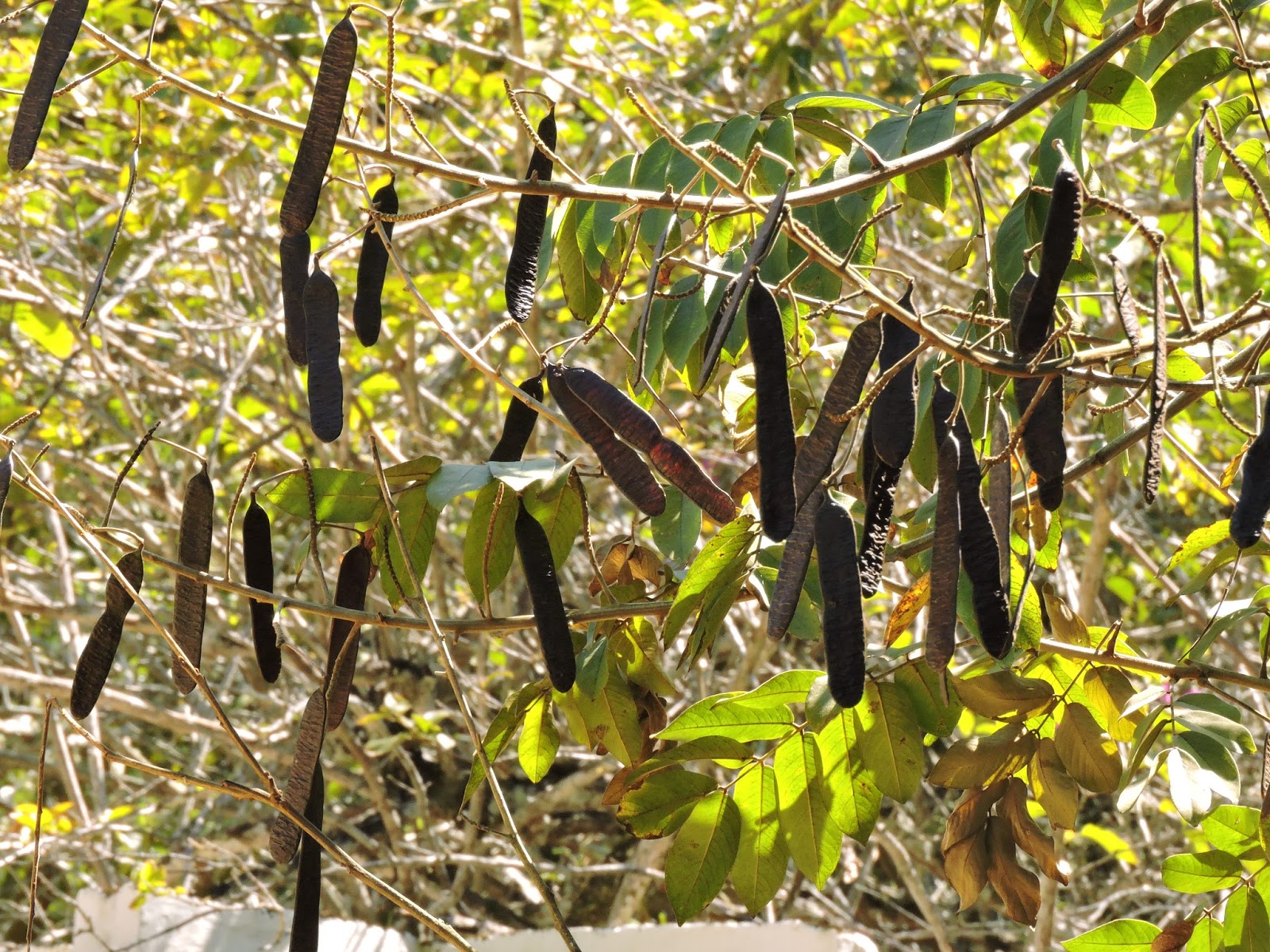 Fabaceae - Leguminosae no Brasil: Fabaceae - Senna silvestris (Vell.) H ...