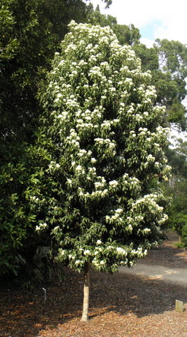 Backhousia+citriodora,+Lemon+Myrtle.JPG (267×480) | Australian garden ...