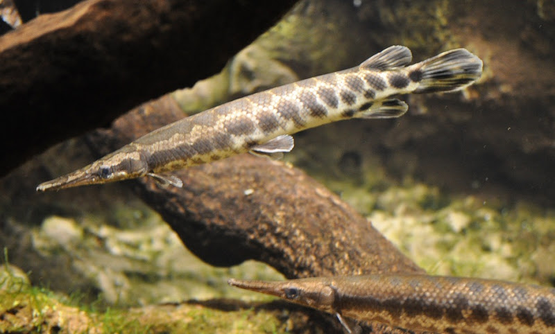 ZOOTOGRAFIANDO (6.096 ANIMALS): PEZ CAIMÁN (Lepisosteus osseus)