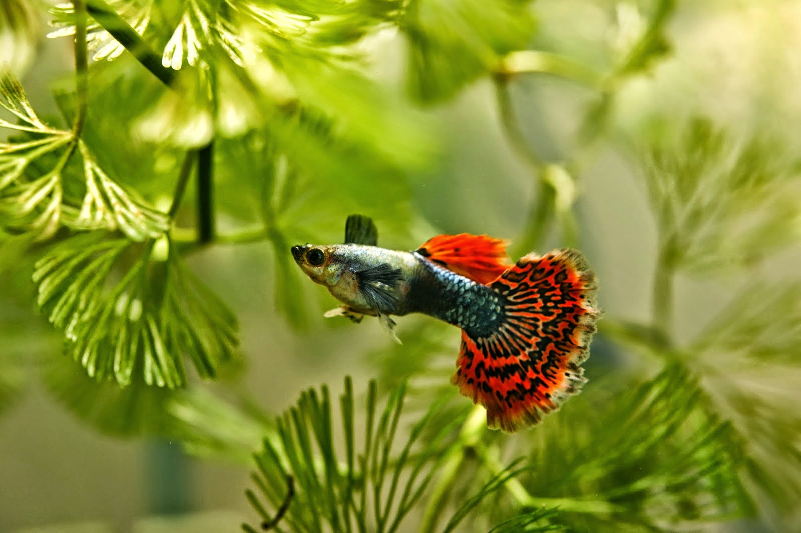 GUPPY FISH photos - wallpapers | the fun bank