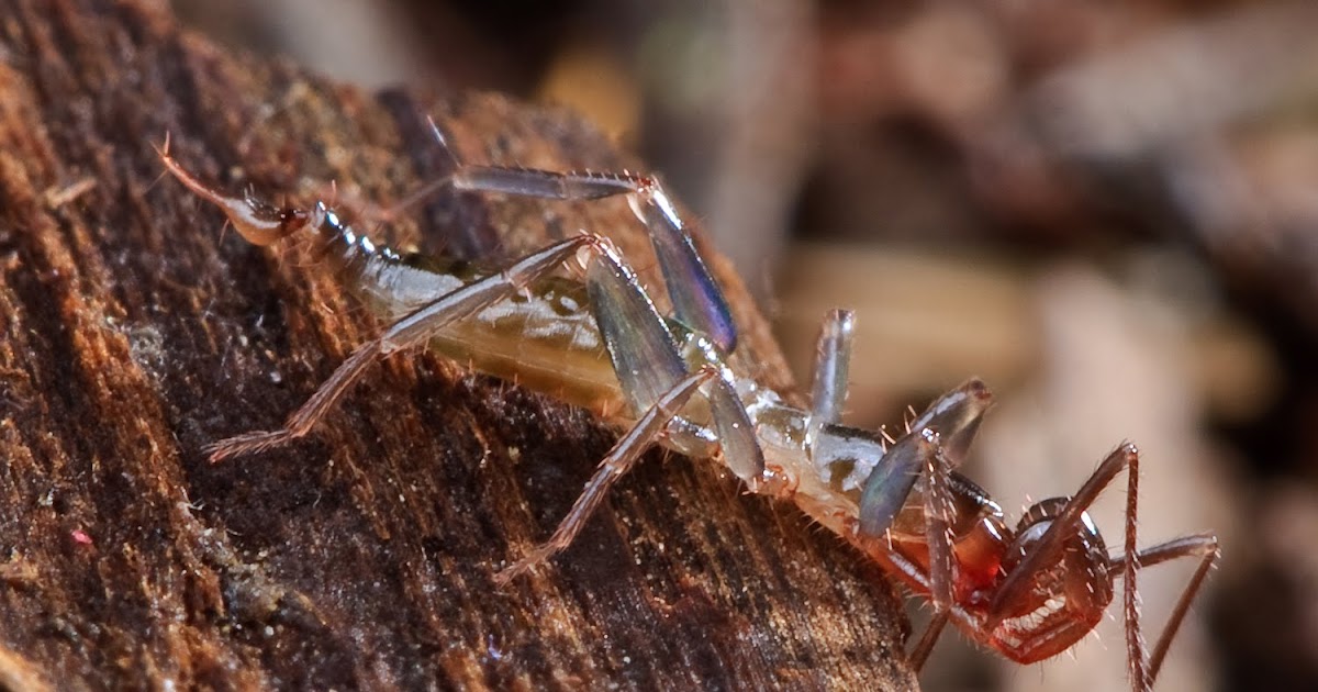 Variety of Life: Schizomida