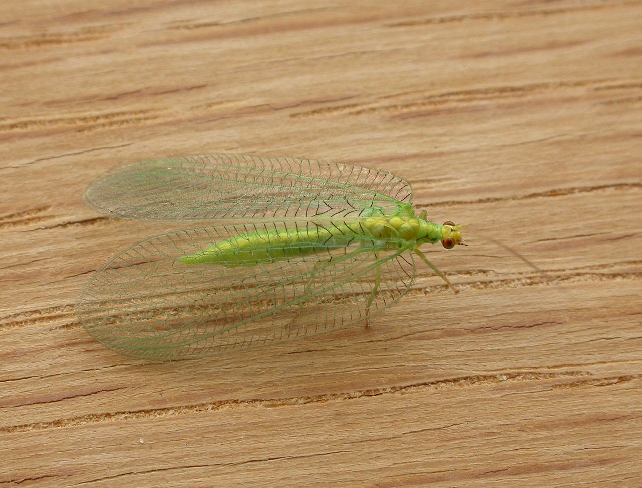 El gato de Schrodïnger-Maravillas de la Ciencia: Alam, sumber inspirasi ...