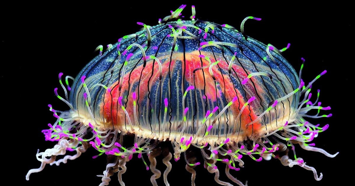 Animales Acuáticos Extraordinarios: Medusas Sombrero de Flores