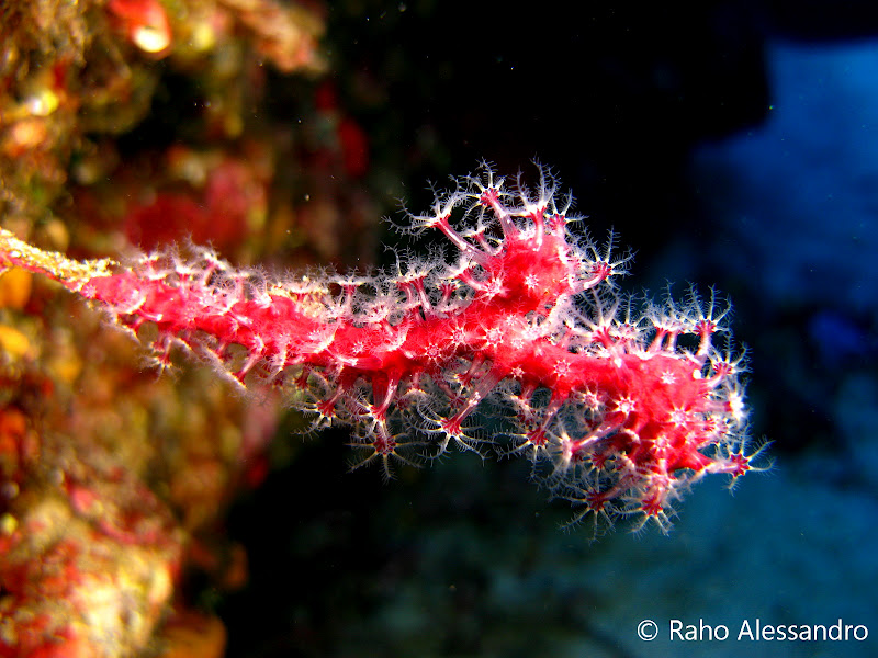 Necton e Plancton: Cnidari: Alcionario Parassita