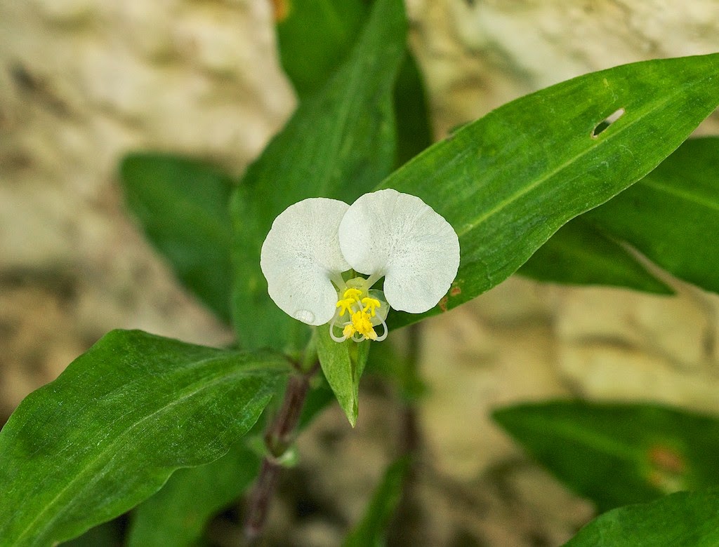 Flora de Puerto Rico Ilustrada Papo Vives: COMMELINACEAE-COMMELINA ...