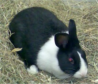 JAFF JOGJA KELINCI: Macam-macam kelinci Hias