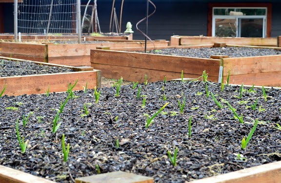 The Nitty Gritty Potager