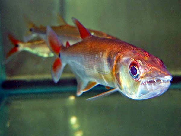 Ikan Red Tail Barracuda - Dunia Akuarium