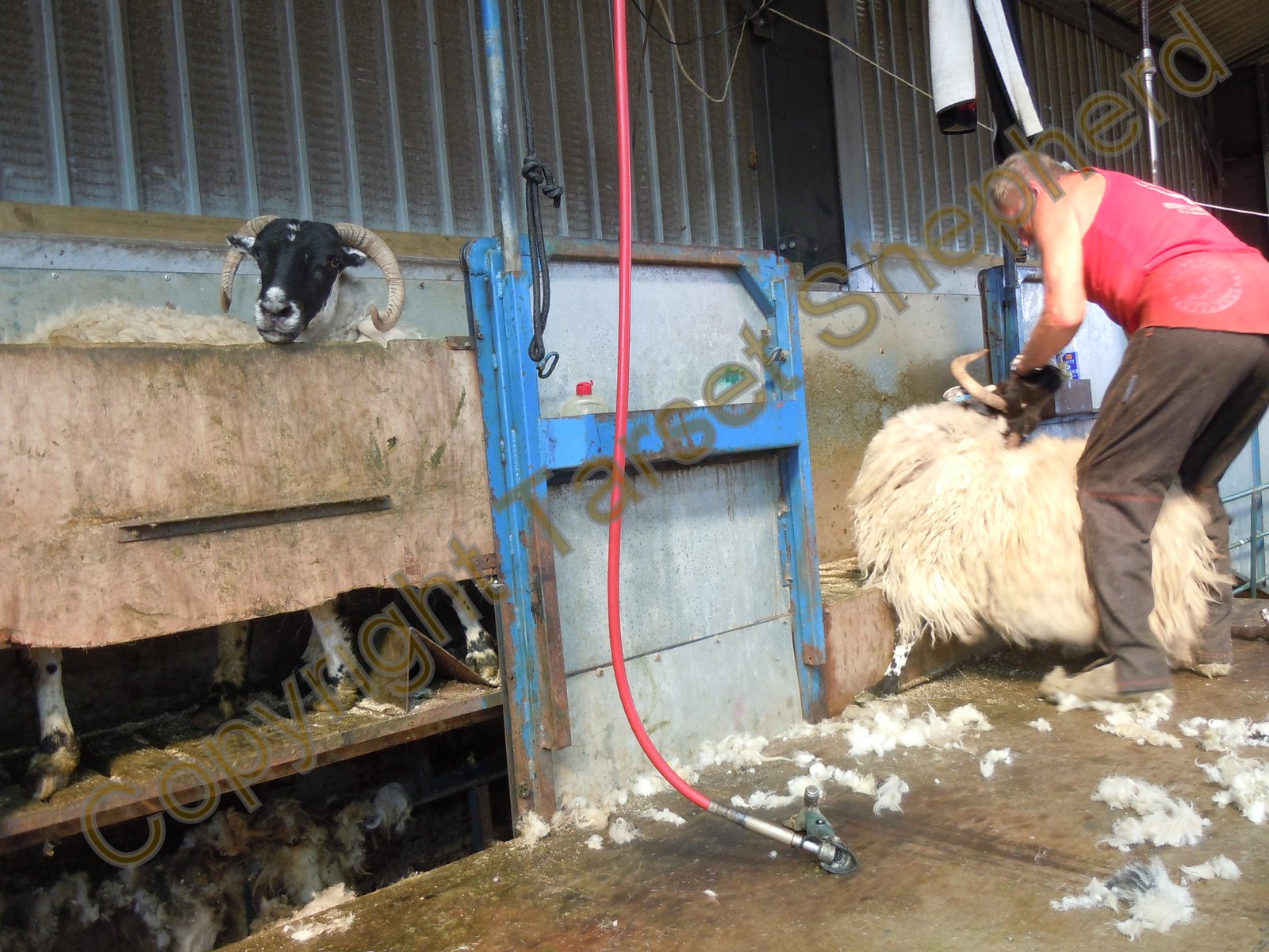 Shepherd's blog: Clipping set ups