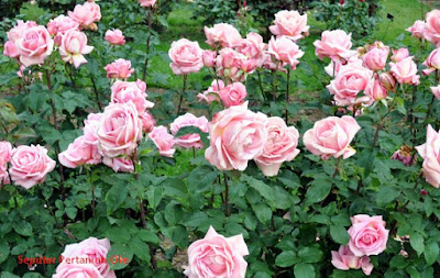 Terbaru 24+ Jenis Bunga Mawar Di Indonesia