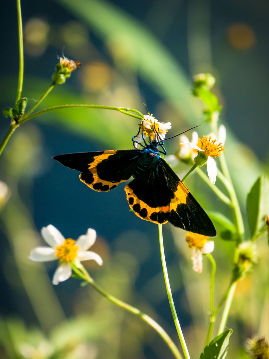 tower record: 在風中美麗搖曳的橙帶藍尺蛾_Milionia basalis (Moth)