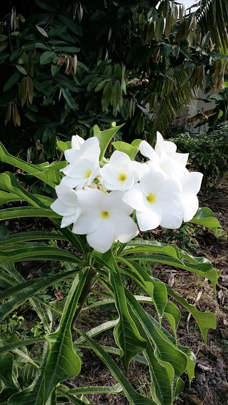 Coretan Aku...: Bunga-bungaan...