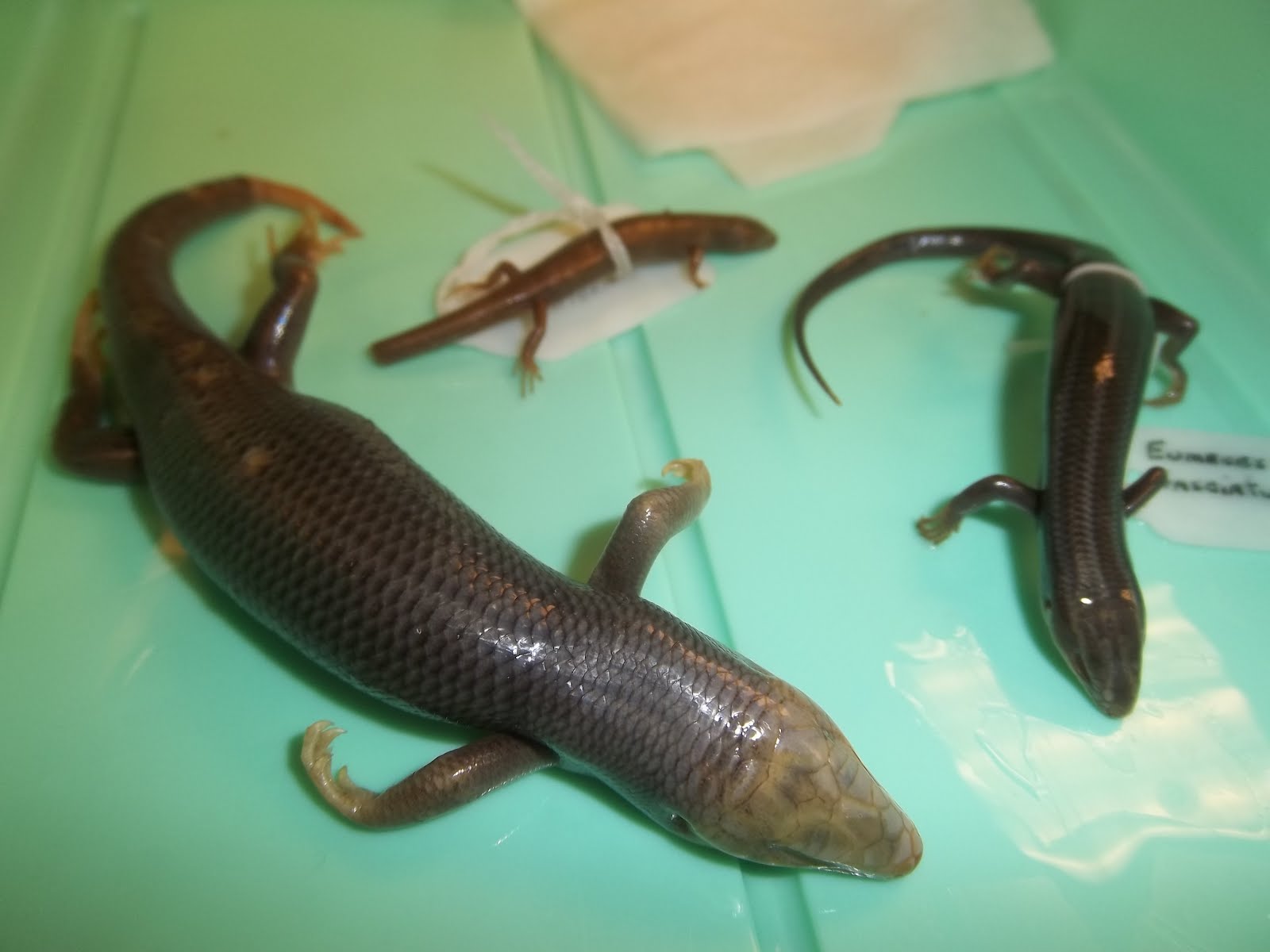 Biology of the Reptilia: Lab 5: Lepidosauria part 1: Sphenodontida ...