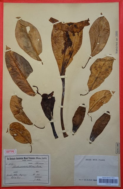 Jacques Huber and the Amazonian Botany: Plant collections