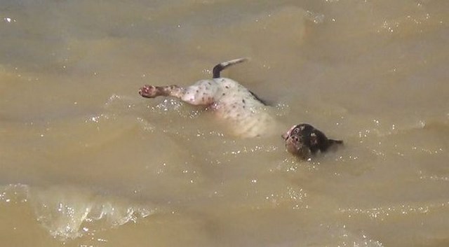 [DRAMATICO RESCATE] En el último minuto, perrito es salvado de morir ...