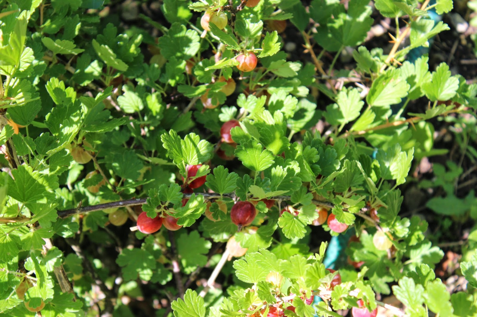 Groseillier à maquereau