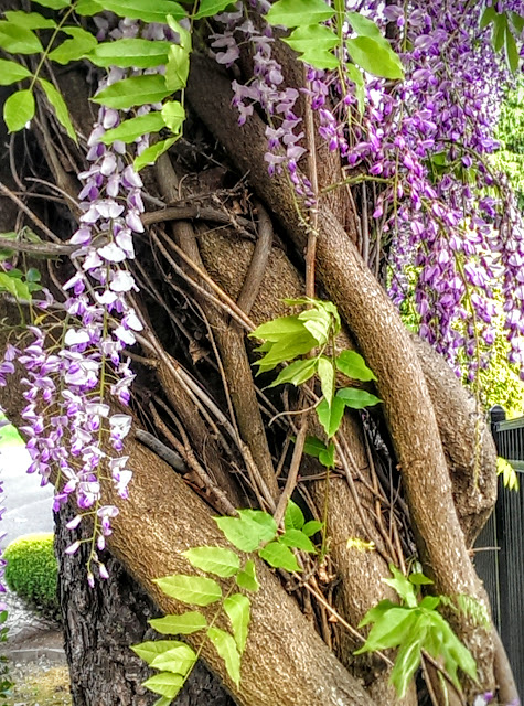 The Outlaw Gardener: This is Divine