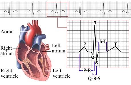 Science&Life: EKG Lab