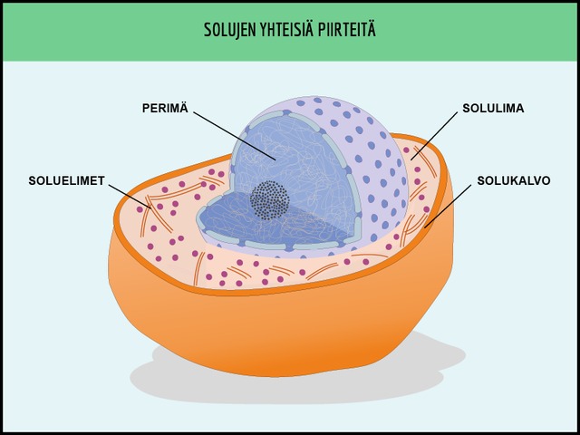 Biologia 2 oppimispäiväkirja: 1. eliöiden solut muistuttavat toisiaan
