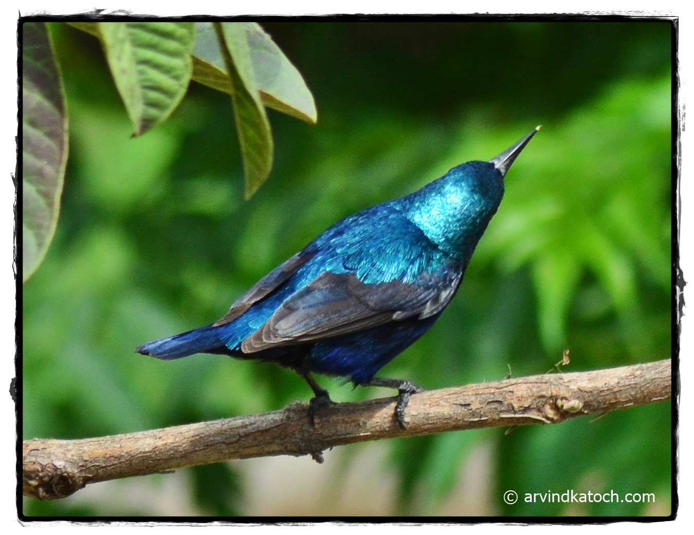Purple Sunbird Pictures and Detail (Cinnyris asiaticus) Male/Female both Pictures