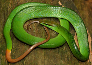 RED TAILED RACER (Gonyosoma oxycephalum) ~ SNAKES