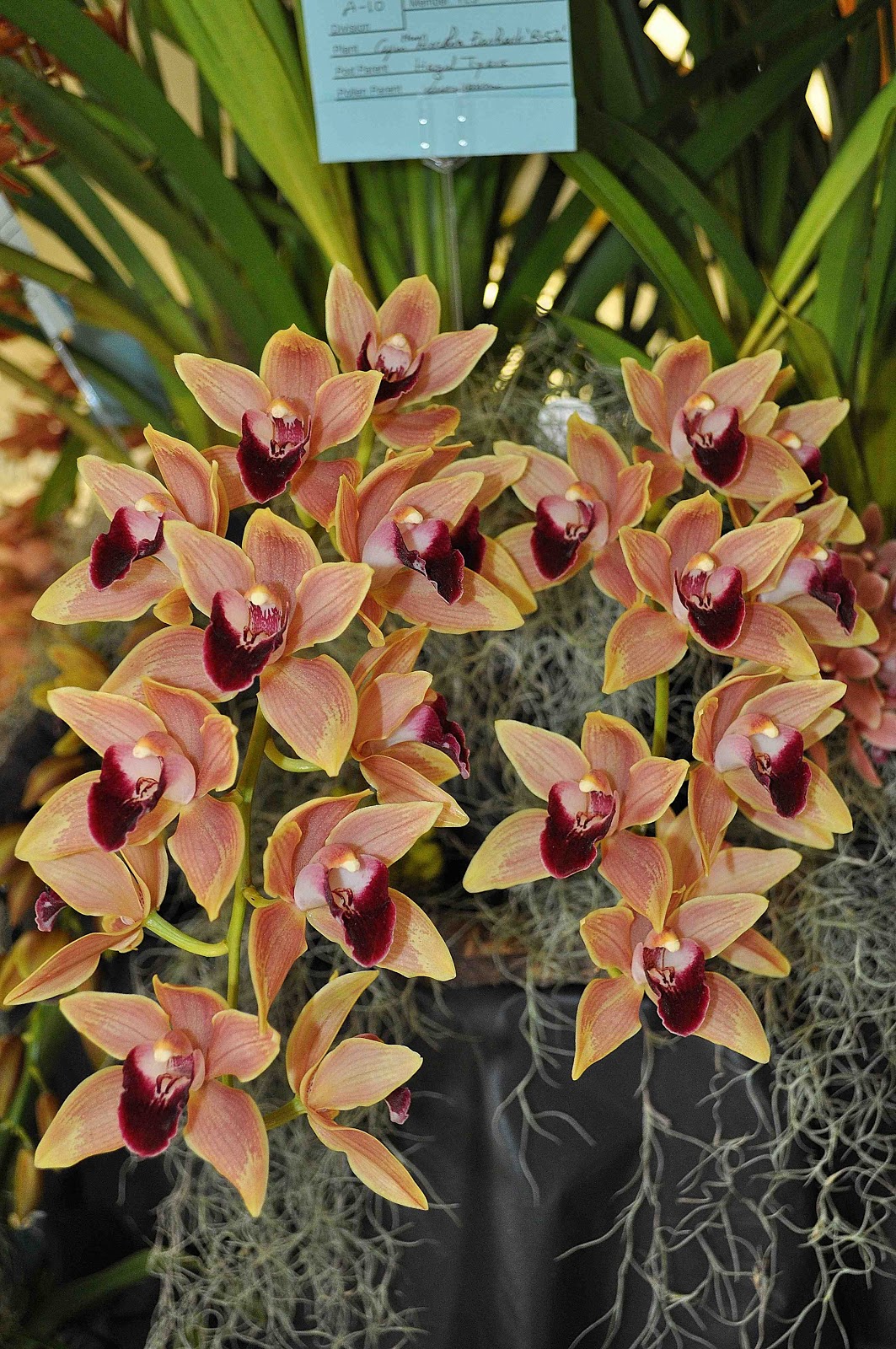Primarily Cymbidiums: Gold Coast Cymbidium Grower's Annual Show