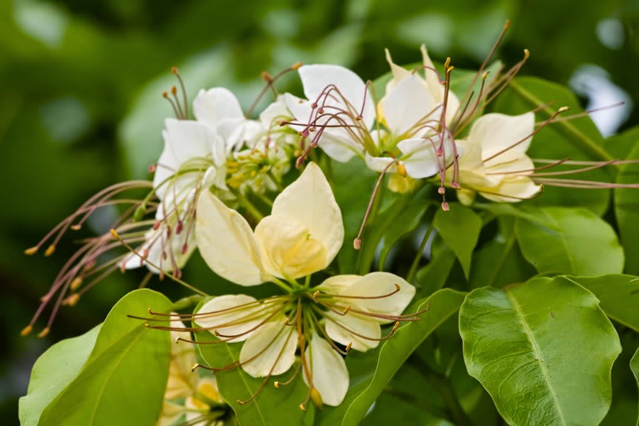 Crataeva Nurvala Ayurvedic Diet - clevelandtoday